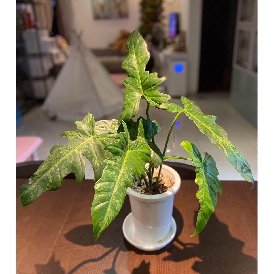 Jual Philodendron dragon | Shopee Indonesia