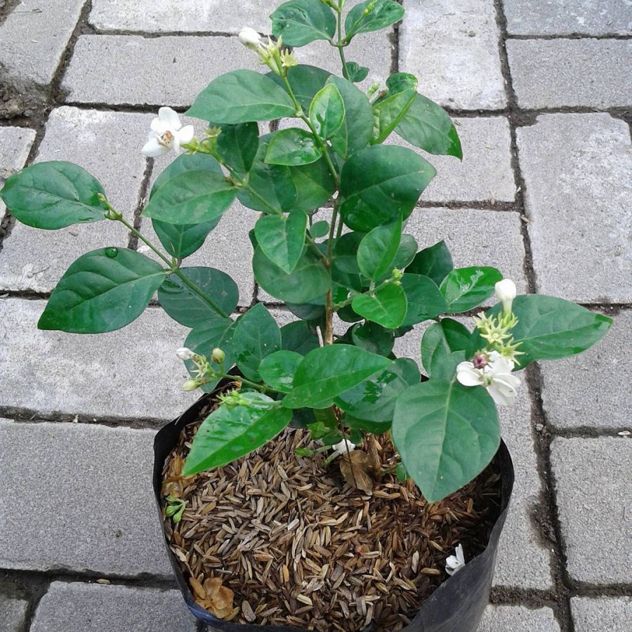 Jual Bibit Bunga Melati Tanaman Melati Wangi Semerbak Melati Kampung ...