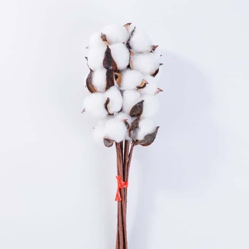 Jual DF11 bunga kapas 1 ikat 10pcs tangkai artificial kering cotton ...