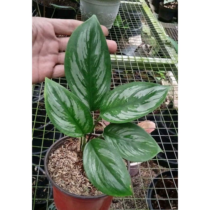 Jual scindapsus sp sumatra murah, tanaman rambat asli hutan | Shopee ...