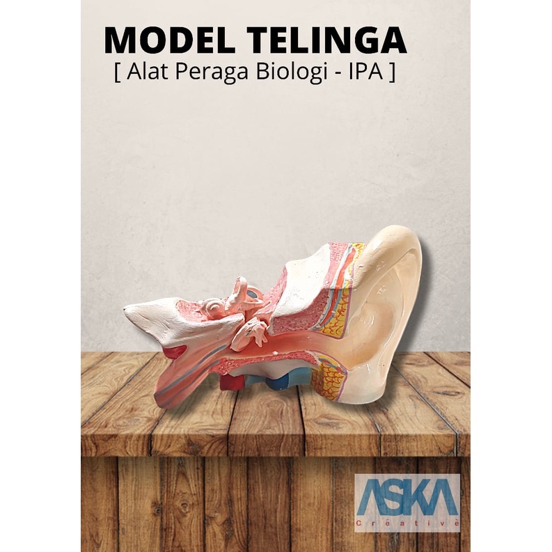 Jual Model Anatomi Manusia Bentuk Telinga - [ Alat Peraga Biologi - IPA ...