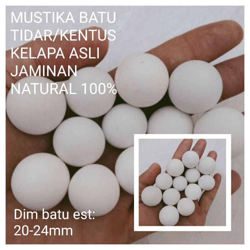 Jual BATU TIDAR /KENTUS KELAPA ASLI BATU ANTI PECAH JAMINAN NATURAL 100 ...