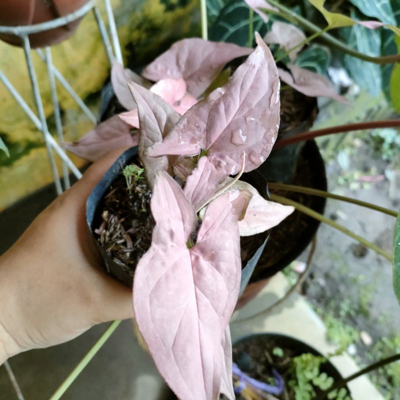 Jual Syngonium pink robusta atau pink mini atau Scott | Shopee Indonesia