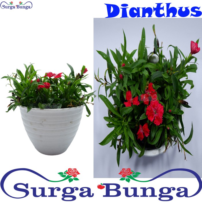 Jual Tanaman Bunga Dianthus Merah (Dianthus caryophyllus)Anyelir Merah ...