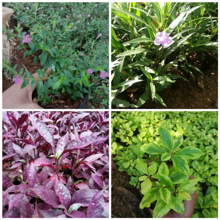 Jual tanaman hias 4 macam - tanaman list - pagar - pohon bunga | Shopee ...