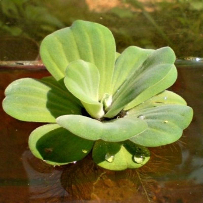 Jual Apu Apu / Kayu Apu Jumbo Cocok Tanaman Hias Dekorasi Ruang Dan ...