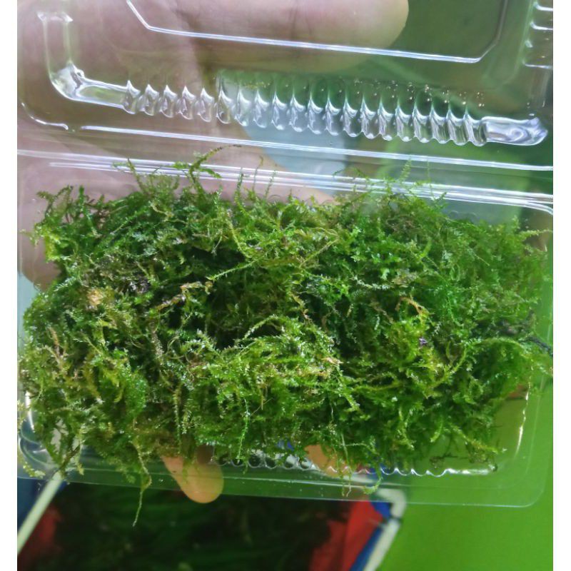 Jual java moss tanaman aquascape porsi mika beli 5 gratis 1 | Shopee Indonesia