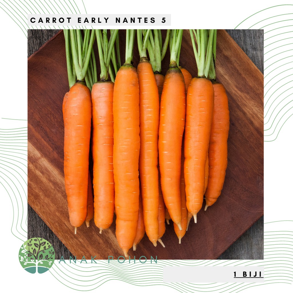 Jual Benih Bibit Biji - Wortel Carrot Early Nantes 5 Seeds - IMPORT ...
