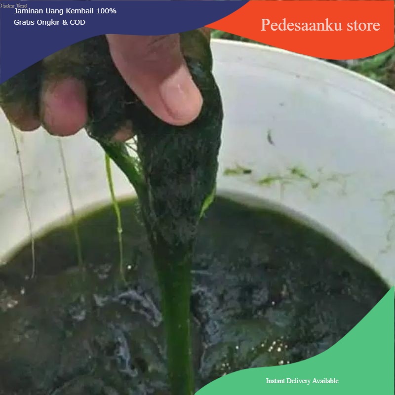 Jual Lumut pancing lumut alge²hidup telaga air danow tawar 300 gram ...