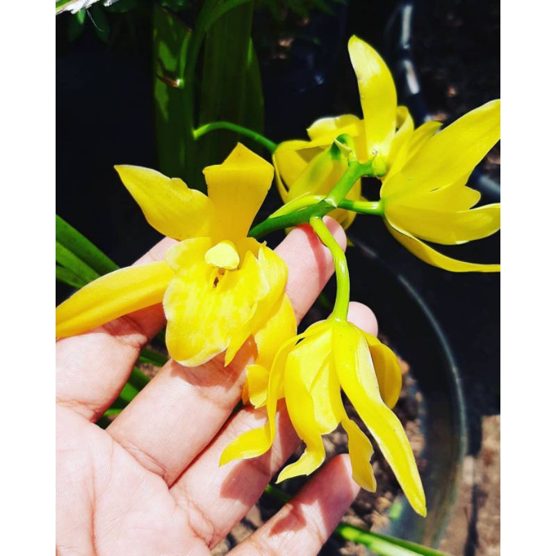 Jual anggrek tanah golden boy, cumbidium, simbidium kualitas A | Shopee ...