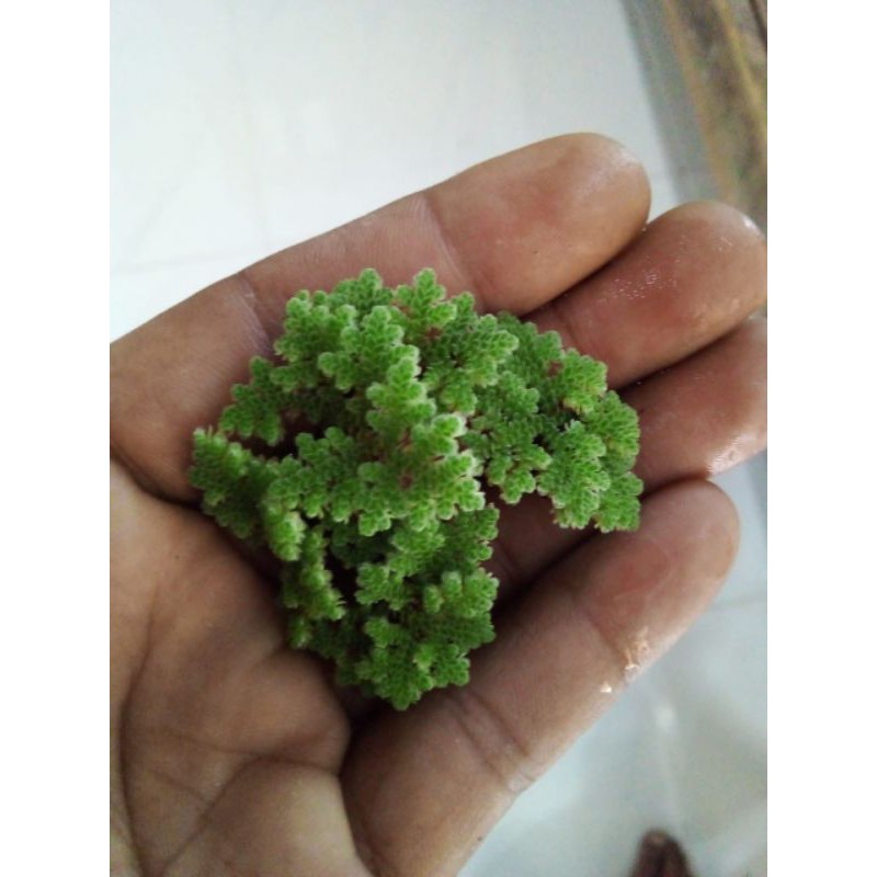Jual bibit azolla 1kg garansi hidup sampe tujuan azola | Shopee Indonesia