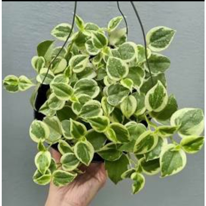 Jual BIBIT TANAMAN TEPLAN TERANG BULAN TANAMAN HIAS GANTUNG TERANG ...