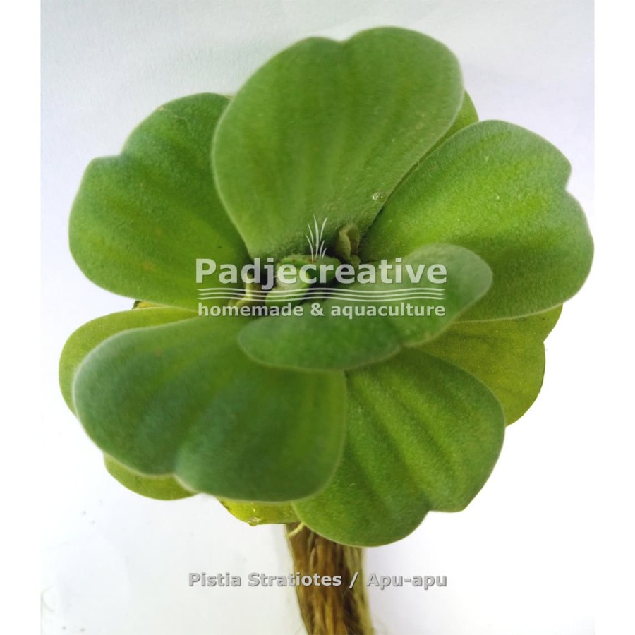 Jual Tanaman Apung Air Apu-Apu Kapu-Kapu Pistia stratiotes | Shopee ...