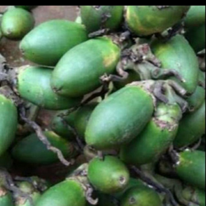 Jual 500 Gram Buah Pinang Muda Segar-Buah Jambe Muda Segar. | Shopee ...