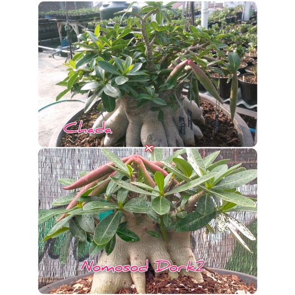 Jual PROMO SETENGAH HARGA Biji Adenium/ Bibit Bunga Kamboja/ Seed ...