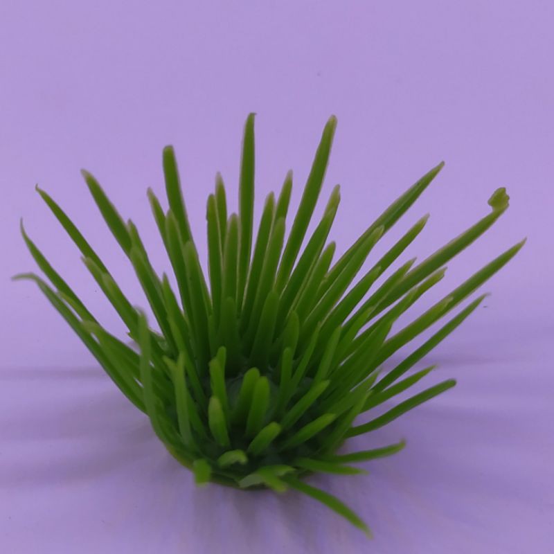 Jual Tanaman Hias Aquarium Rumput Jarum | Shopee Indonesia