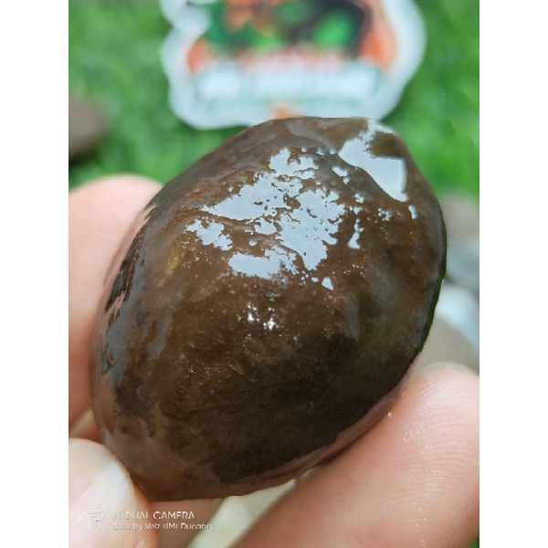 Jual MUNCANG ADU JAWA ORI JENIS NYODANG ( NYONYO PEDANG) | Shopee Indonesia