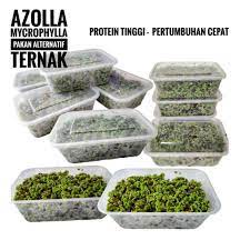 Jual Azolla/pakan ternak 250 grm | Shopee Indonesia