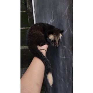 Jual musang bulan Harga Terbaik & Termurah Maret 2024 | Shopee Indonesia