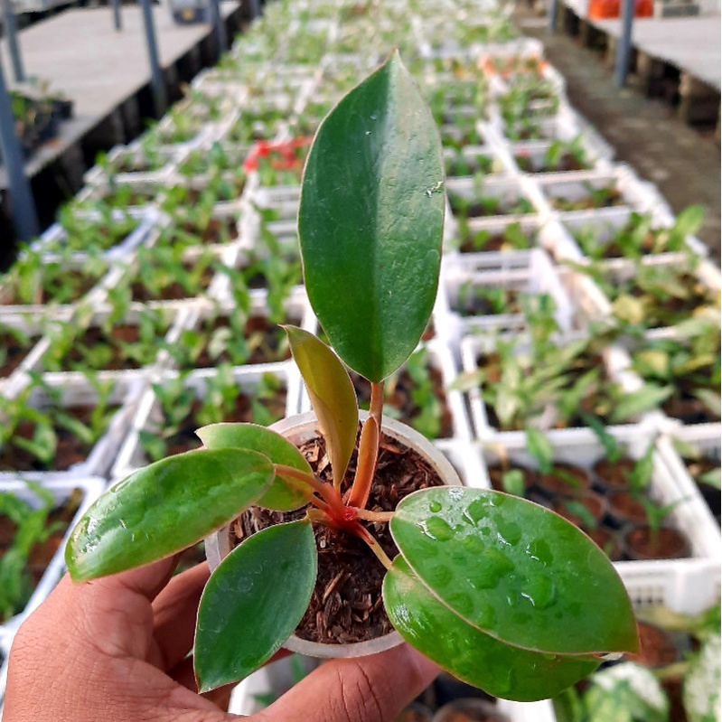 Jual Philo White Princess / Tanaman philodendron / philodendron tanaman ...