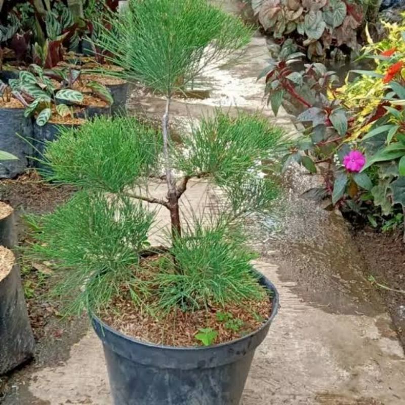 Jual tanaman bunga cemara udang (Casuarina equisetifolia) | Shopee ...