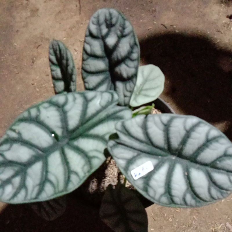 Jual tanaman bunga alocasia dragon silver | Shopee Indonesia