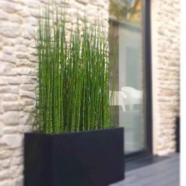 Jual Tanaman hias bambu air tanaman hias bambu air tanaman bambu ...