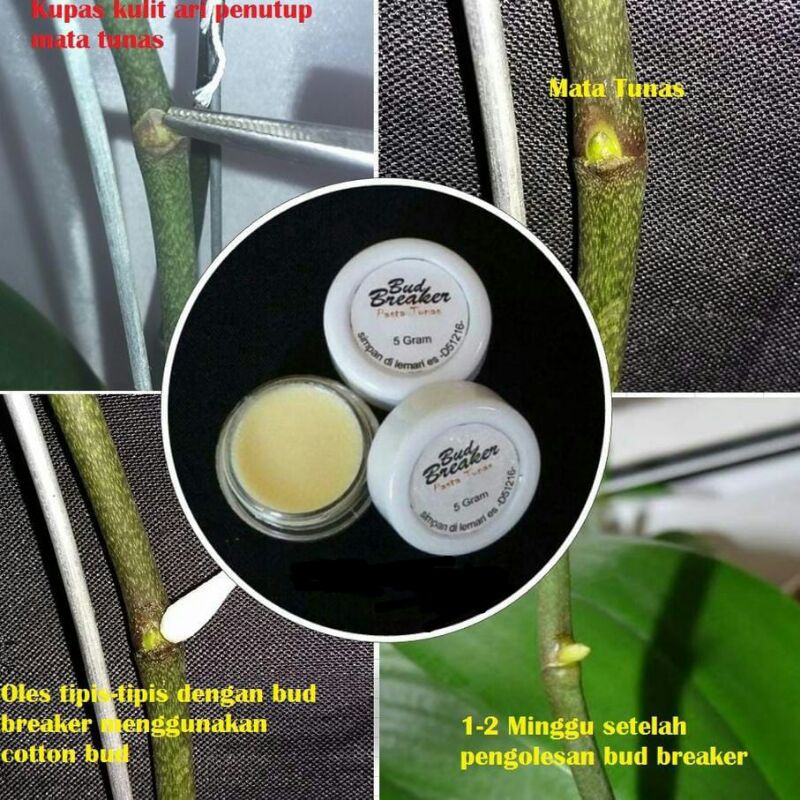 Jual Bud Breaker Keiki Paste Salep Penumbuh Tunas Anggrek 5 Gram ...