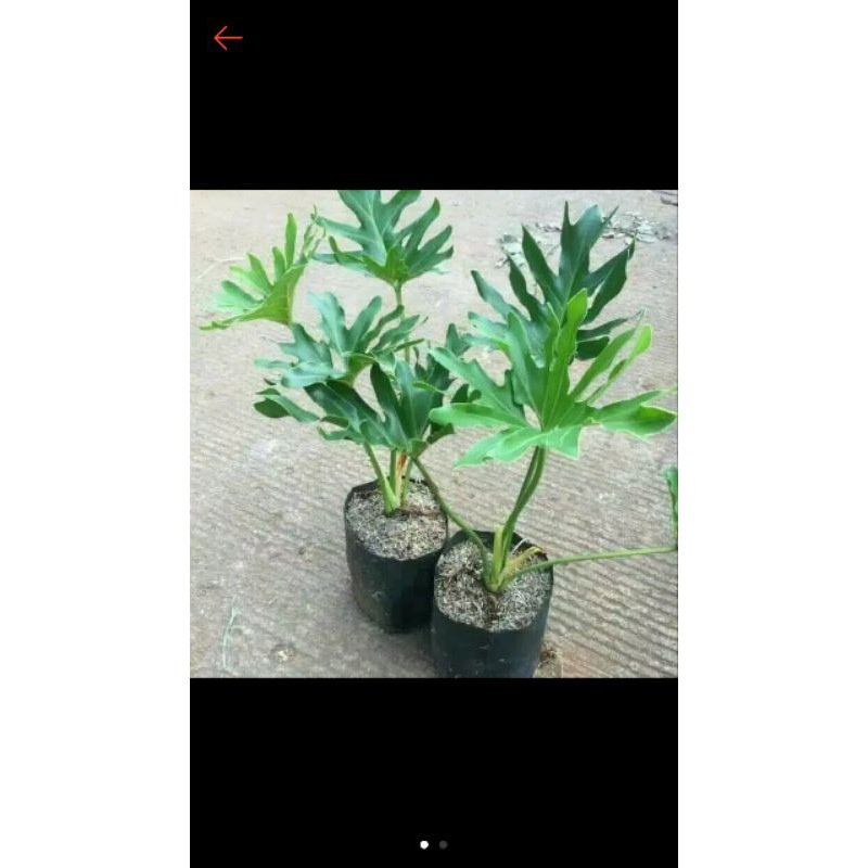 Jual tanaman hias monstera jari-philondendron jari pohon indoor ...