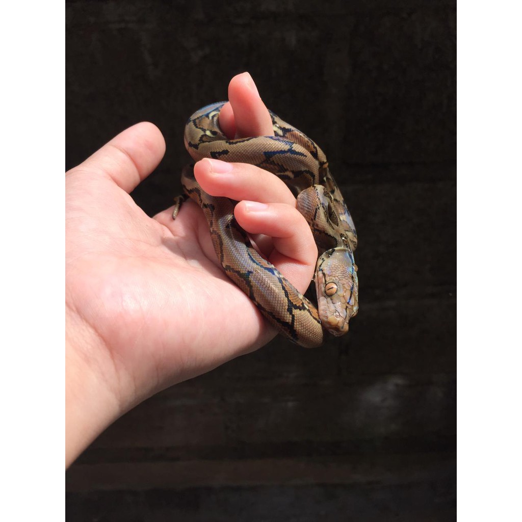 Jual Ular Sanca Batik Jinak Hasil Ternak (BACA DESKRIPSI) | Shopee ...