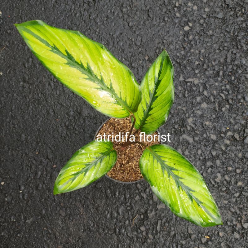 Jual Calathea majestica princeps - tanaman hias kalatea | Shopee Indonesia