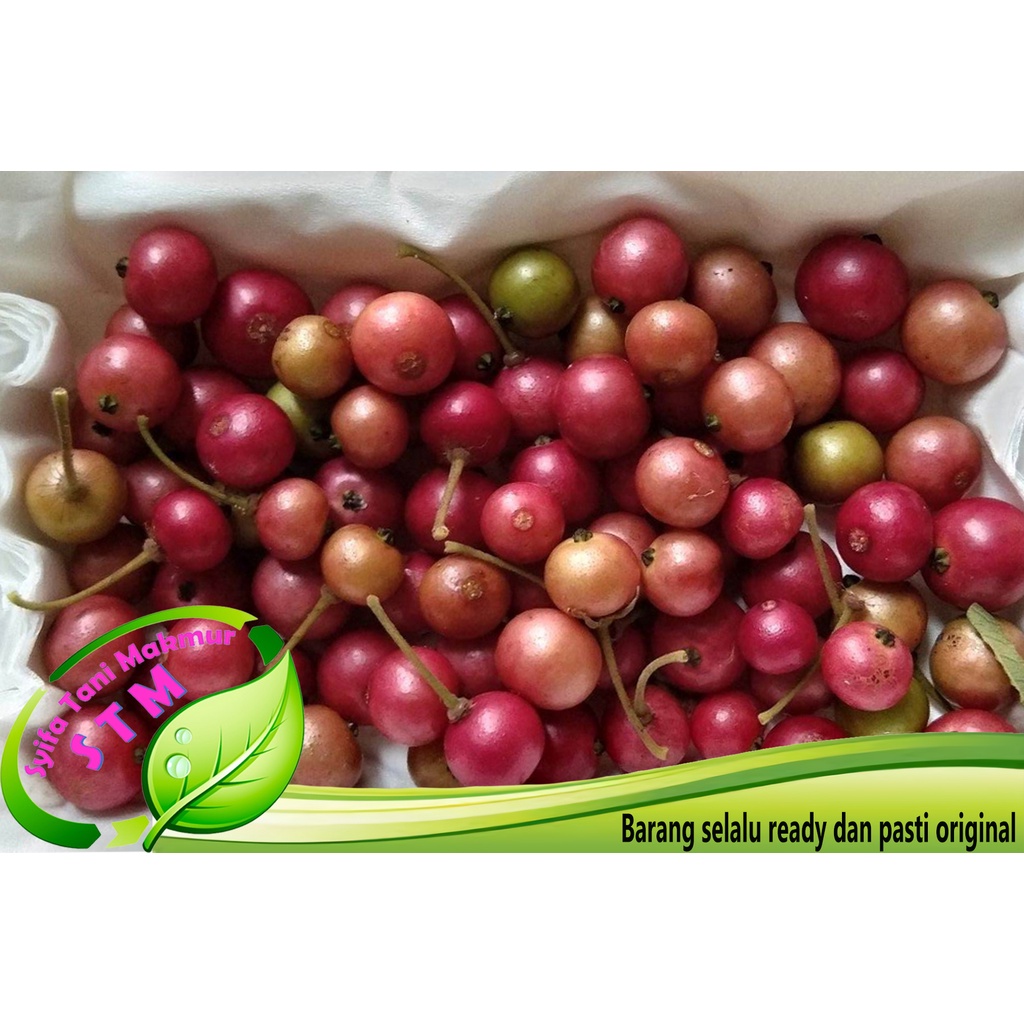 Jual Buah seri atau kersen 1 Kg | Shopee Indonesia