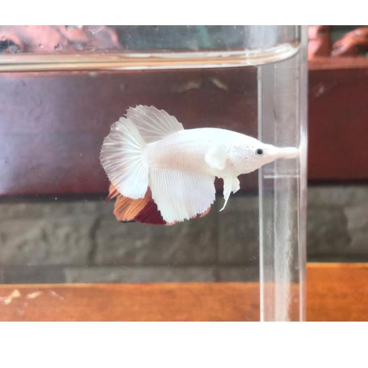 Jual Import Terbaik Ikan Cupang HM Platinum Female (Betina) | Shopee ...