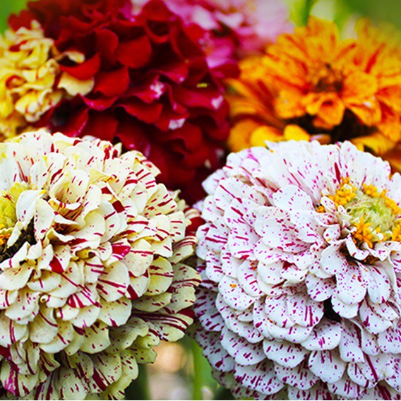 Jual 20 Biji/Benih Bunga Zinnia Candy Stripe rainbow Kembang Kertas ...