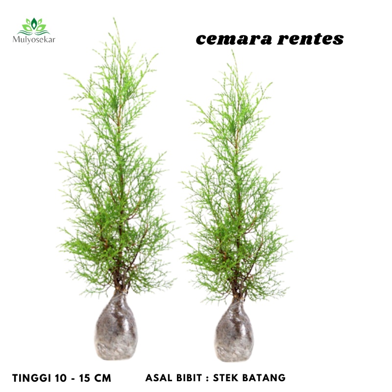 Jual Tanaman Hidup CEMARA RENTES - Pohon Cemara Wangi Renthes - Tanaman ...