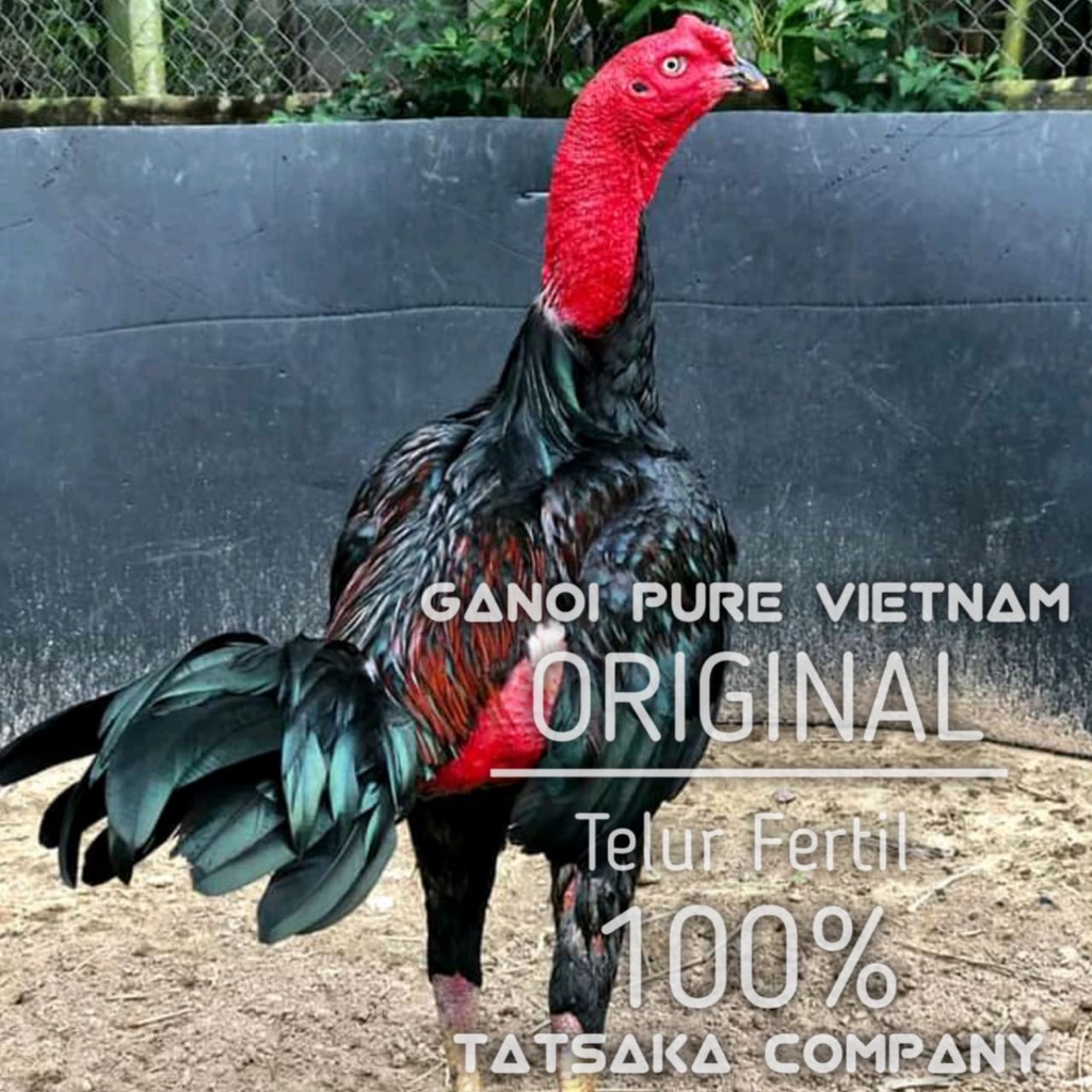 Jual ayam ganoi super vietnam telur fertil asli | Shopee Indonesia