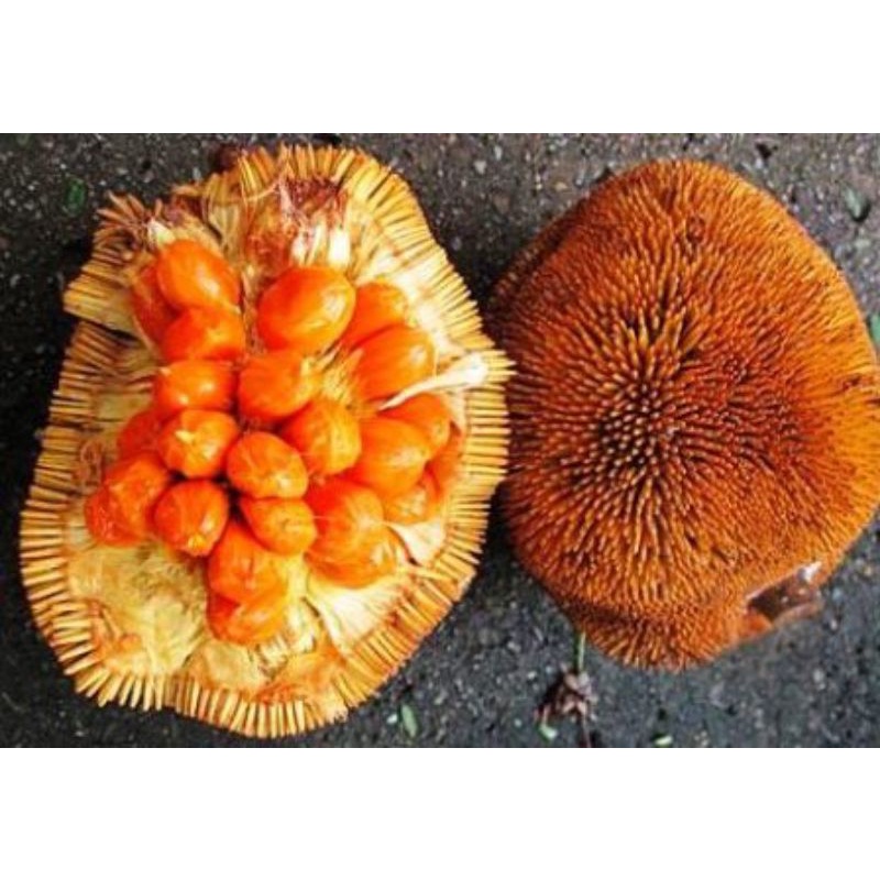 Jual Bibit Buah Entawa Buah Langka Dari Kalimantan Shopee Indonesia