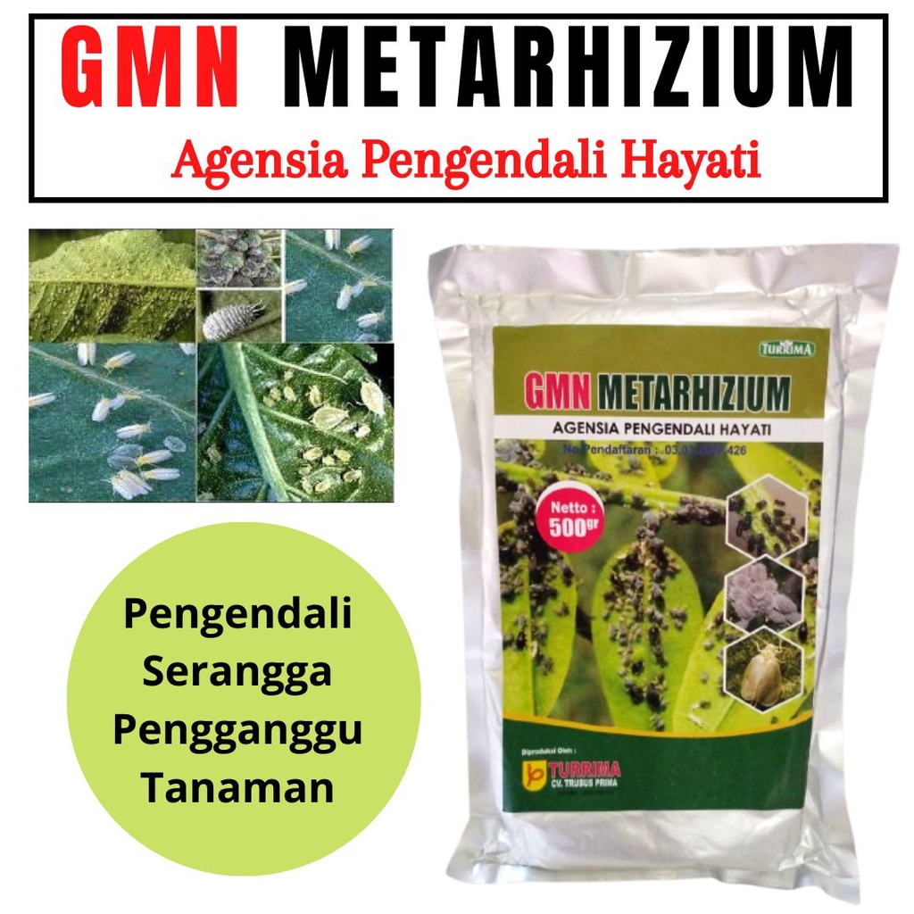 Jual Pengendali Hama Hayati, Metarhizium Pembasmi Walang Sangit, Wereng ...