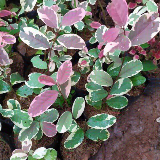 Jual Tanaman Hias Pretty pink cantik | Shopee Indonesia