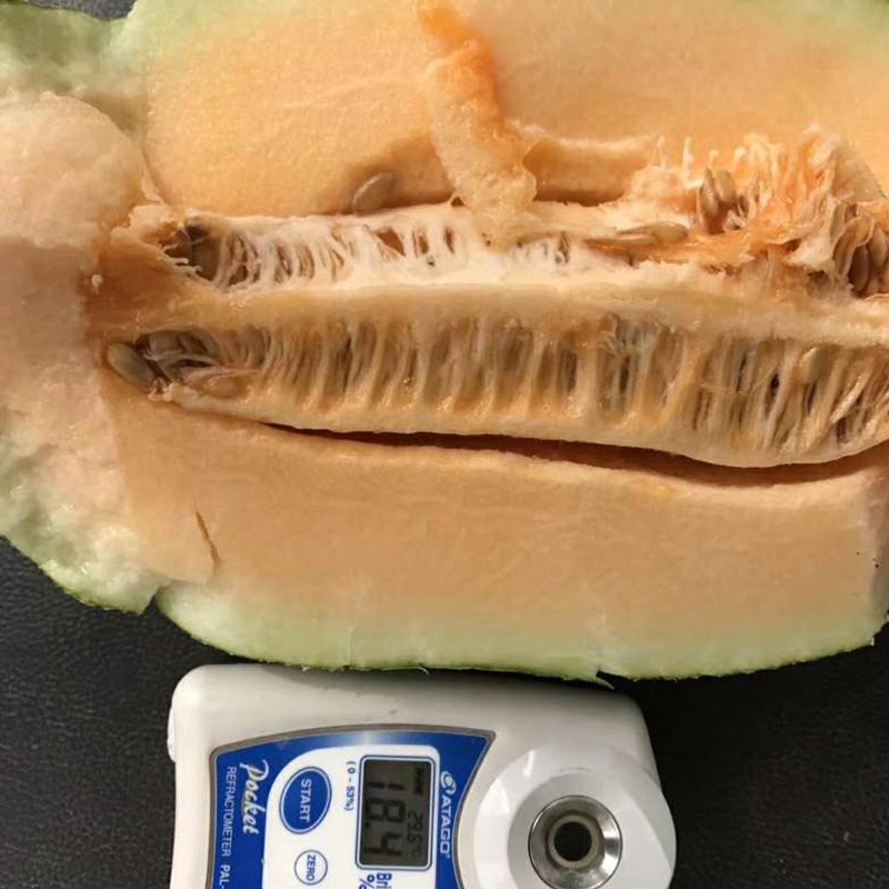 Jual Benih Melon Import -- Ertian Western Regions-- Paket Percobaan 10 ...