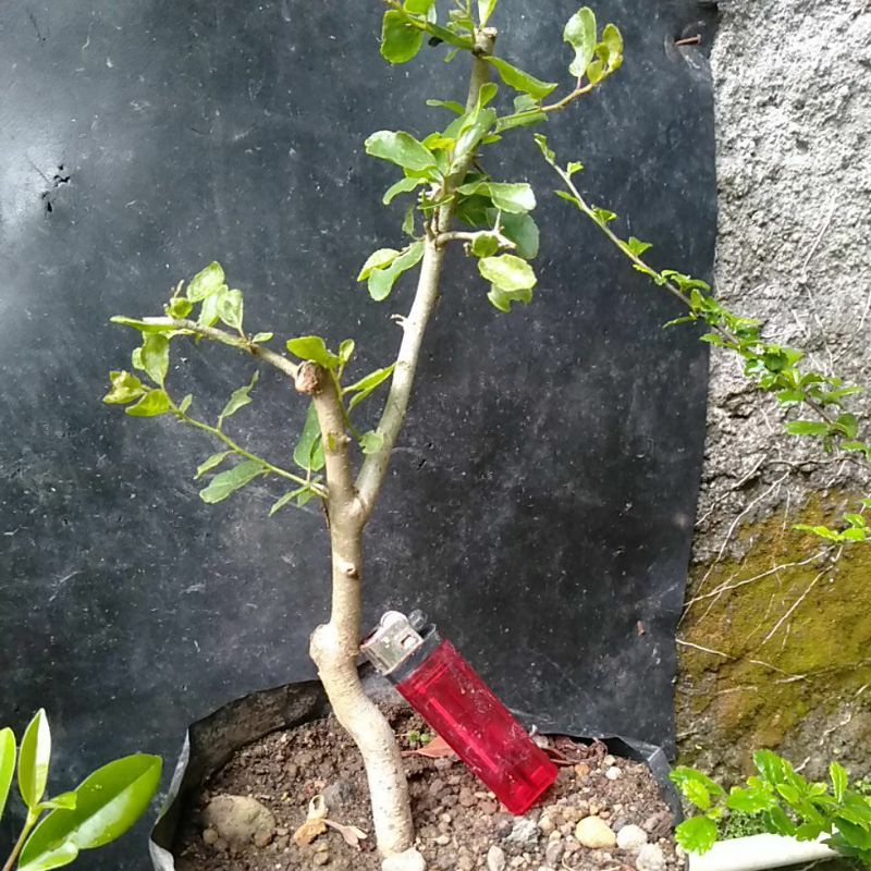 Jual bahan bonsai rukem pucuk merah realpic | Shopee Indonesia