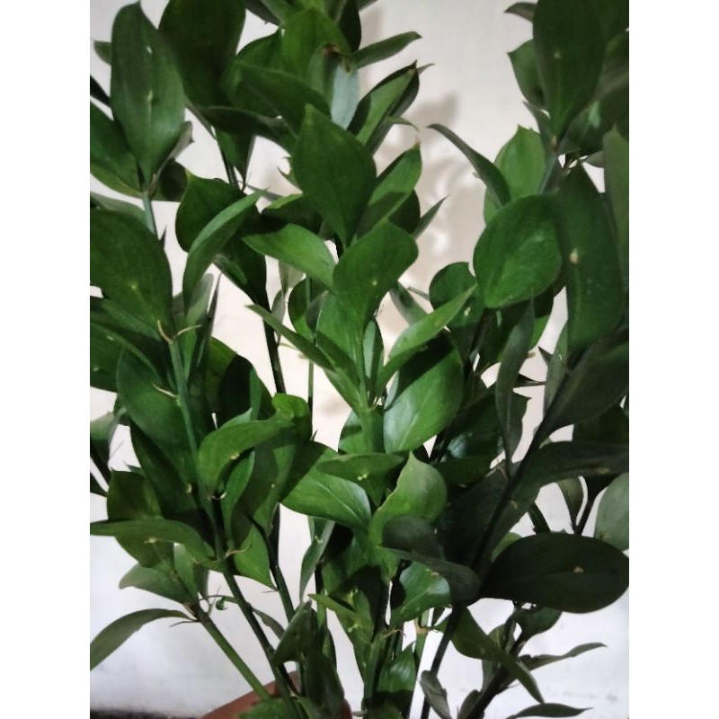 Jual daun ruskus | Shopee Indonesia