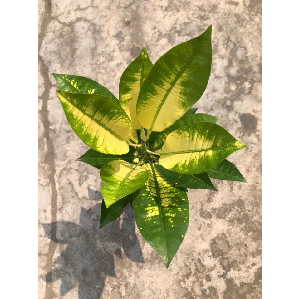 Jual Tanaman hidup bunga puring tisu warna daun cantik berkwalitas ...
