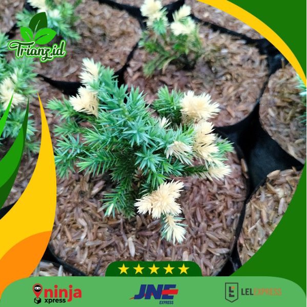 Jual bonsai cemara variegata/tanaman hias cemara variega intan putih ...