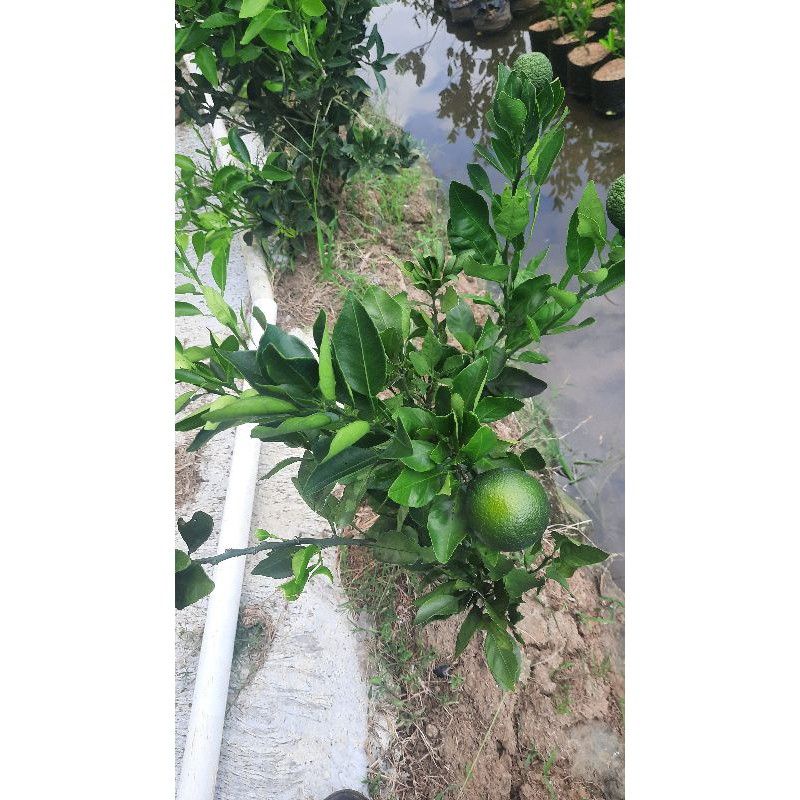 Jual Bibit buah Jeruk Dekopon dan Nagami Rimbun siap ditanam dalam pot ...