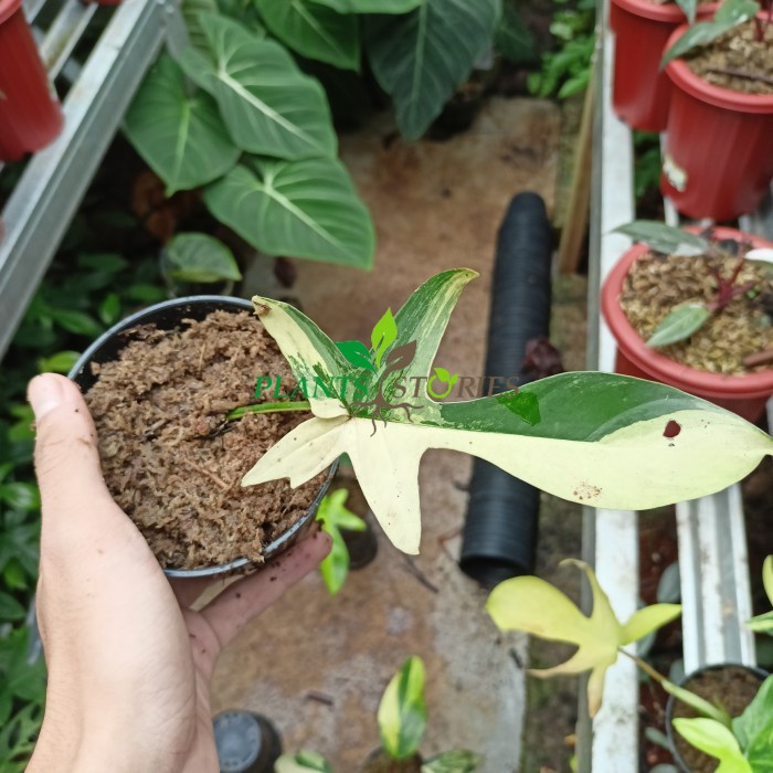 Jual tanaman hias flobe varigata | Shopee Indonesia