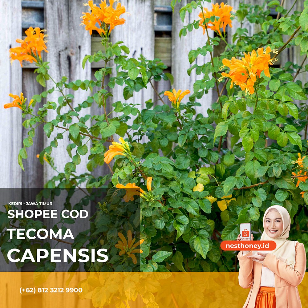 Jual Bunga Tecomaria / Bunga Klanceng | Shopee Indonesia
