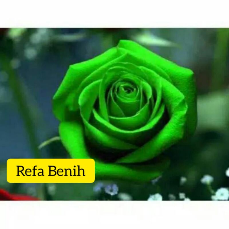 Jual Biji Benih Bunga mawar Hijau F1 Import / termurah & cepet numbuh ...