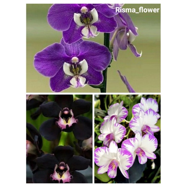 Jual PAKET 3 POHON ANGGREK DENDROBIUM ( ENOBI - BLACK PAPUA - PURPLE ...