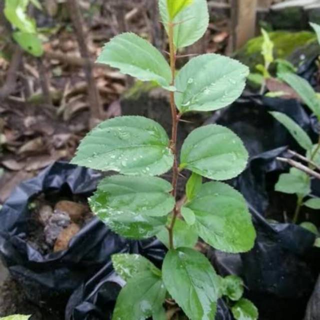 Jual Tanaman Bidara Arab / bibit bidara | Shopee Indonesia